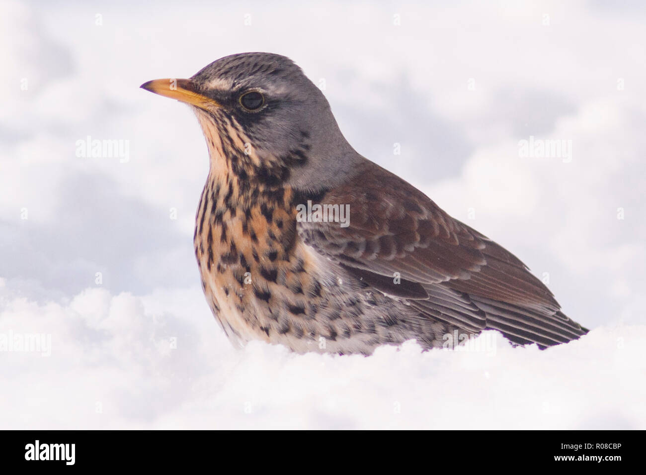 A Fieldfare (Turdus pilaris) feeding in freezing conditions in a ...