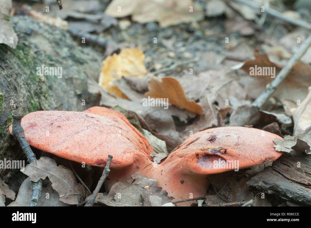 Fistulina hepatica (beefsteak fungus) mushroom, close up shot Stock ...