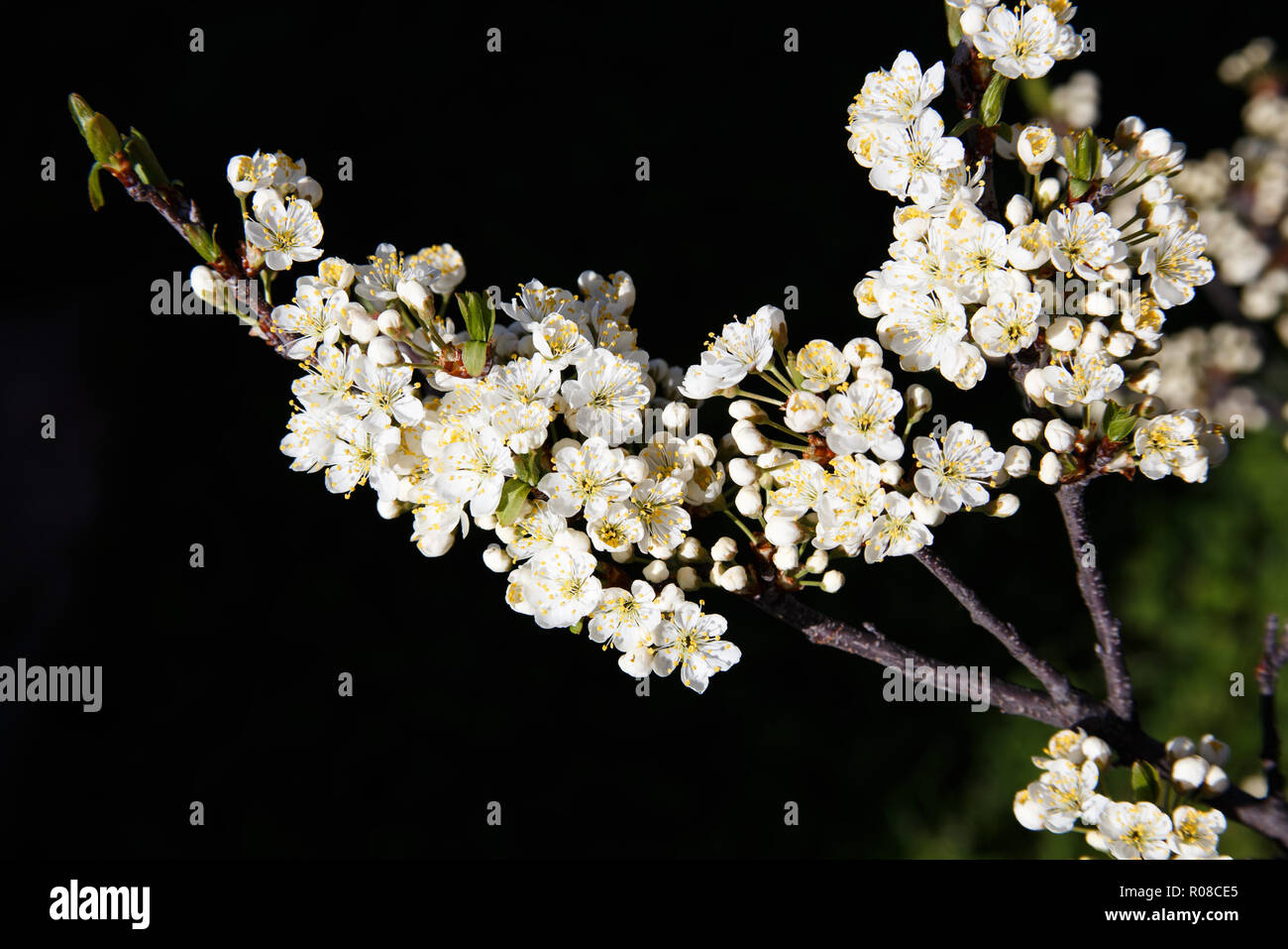 A branch of a Beach Plum (Prunus maritima) tree profusely covered with ...