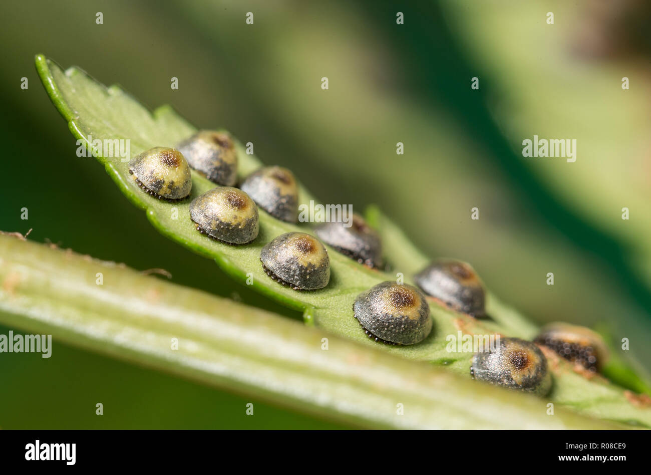 Spores on the back of the fern leaf/frond Stock Photo - Alamy