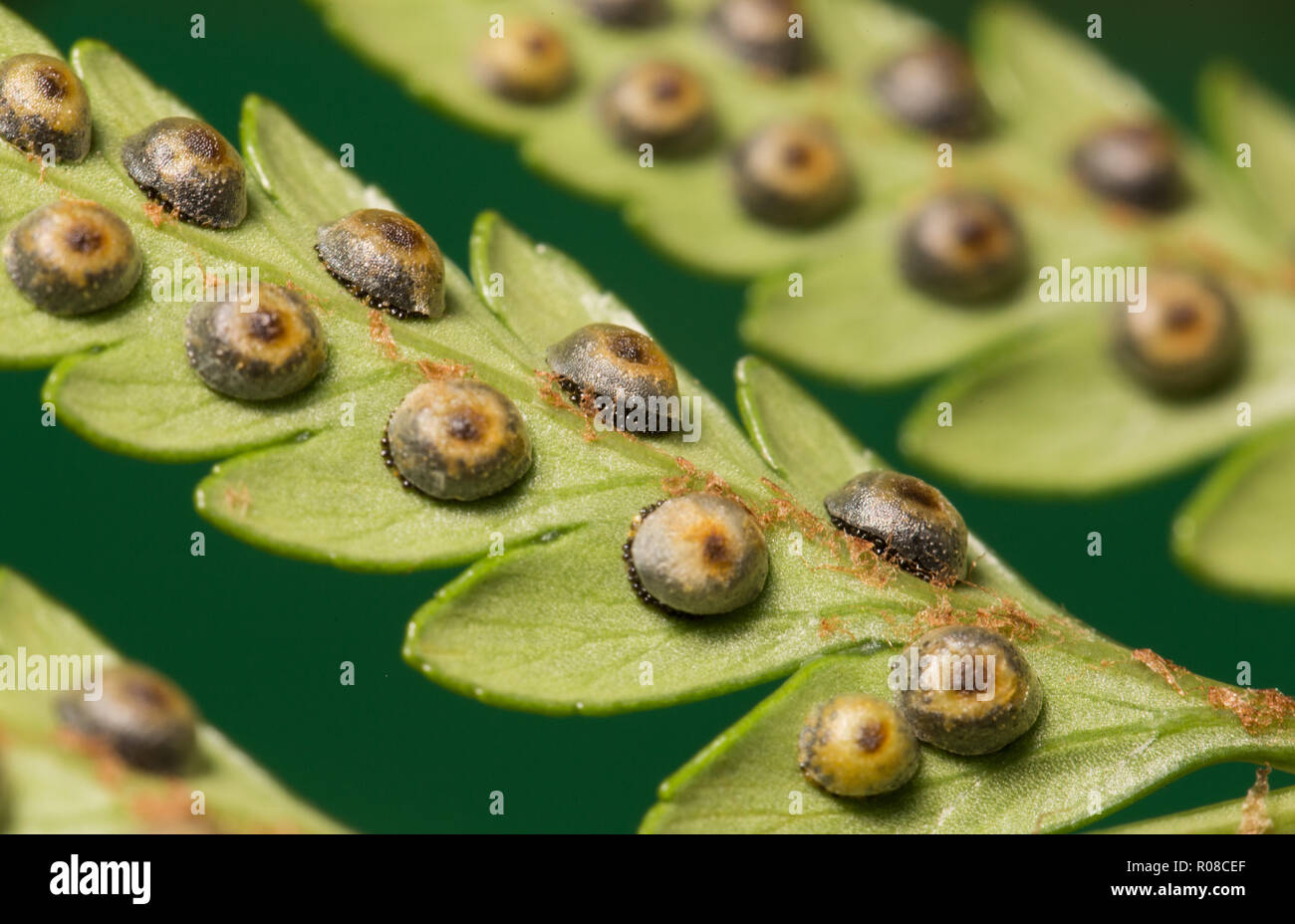 Round patches of fern spores on the backside of the leaves/fronds Stock ...