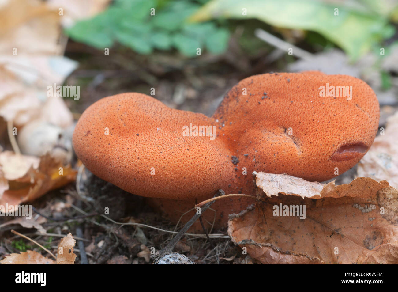 Fistulina hepatica (beefsteak fungus) mushroom, close up shot Stock ...