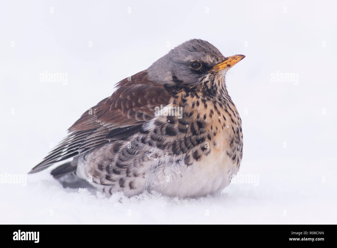 A Fieldfare (Turdus pilaris) feeding in freezing conditions in a ...