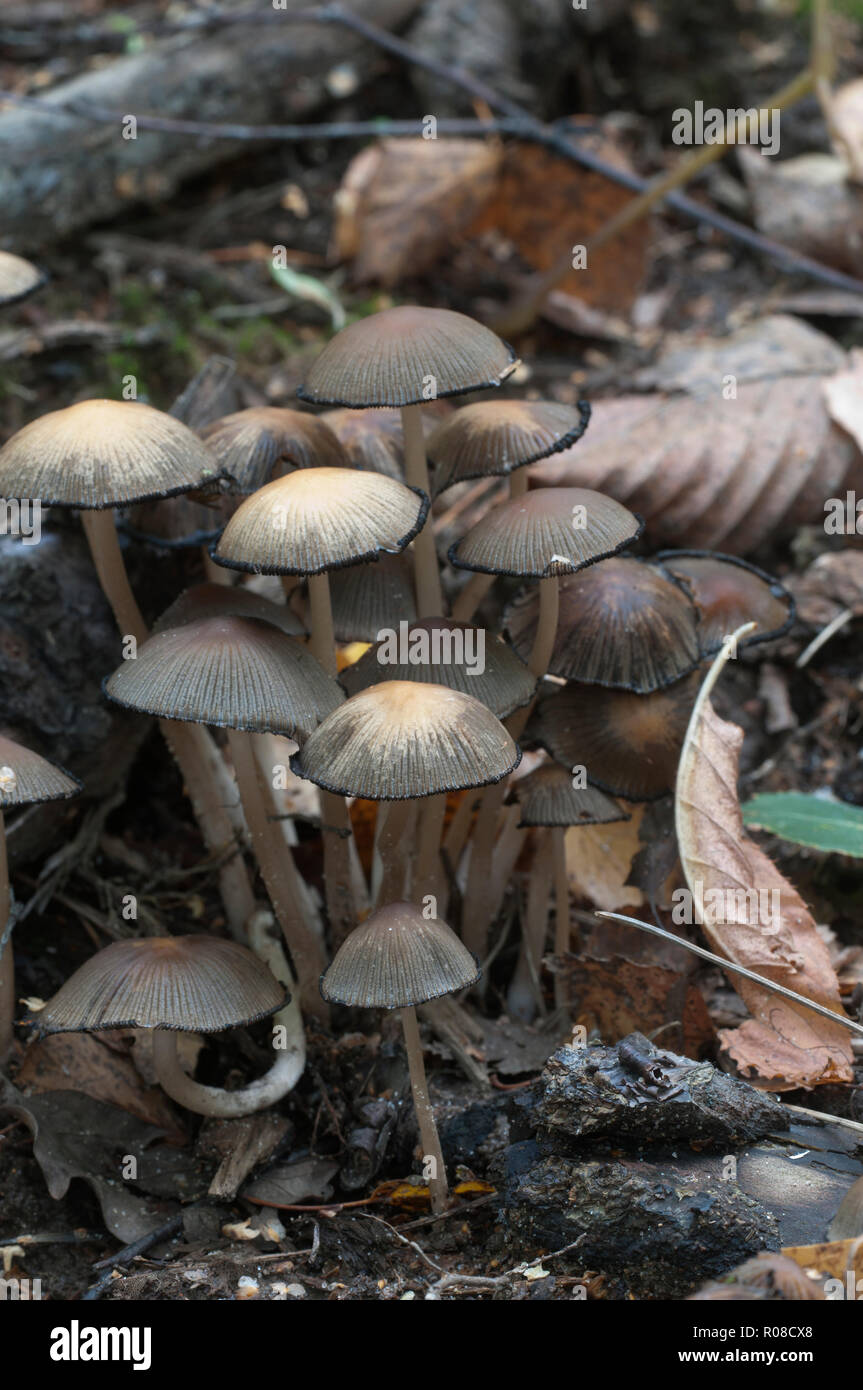 Coprinus micaceus mushroom near the tree, close up Stock Photo - Alamy