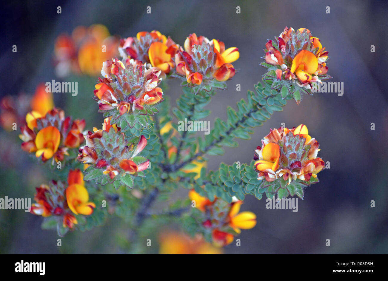 Australian native Wreath Bush Pea flowers, Pultenaea tuberculata ...