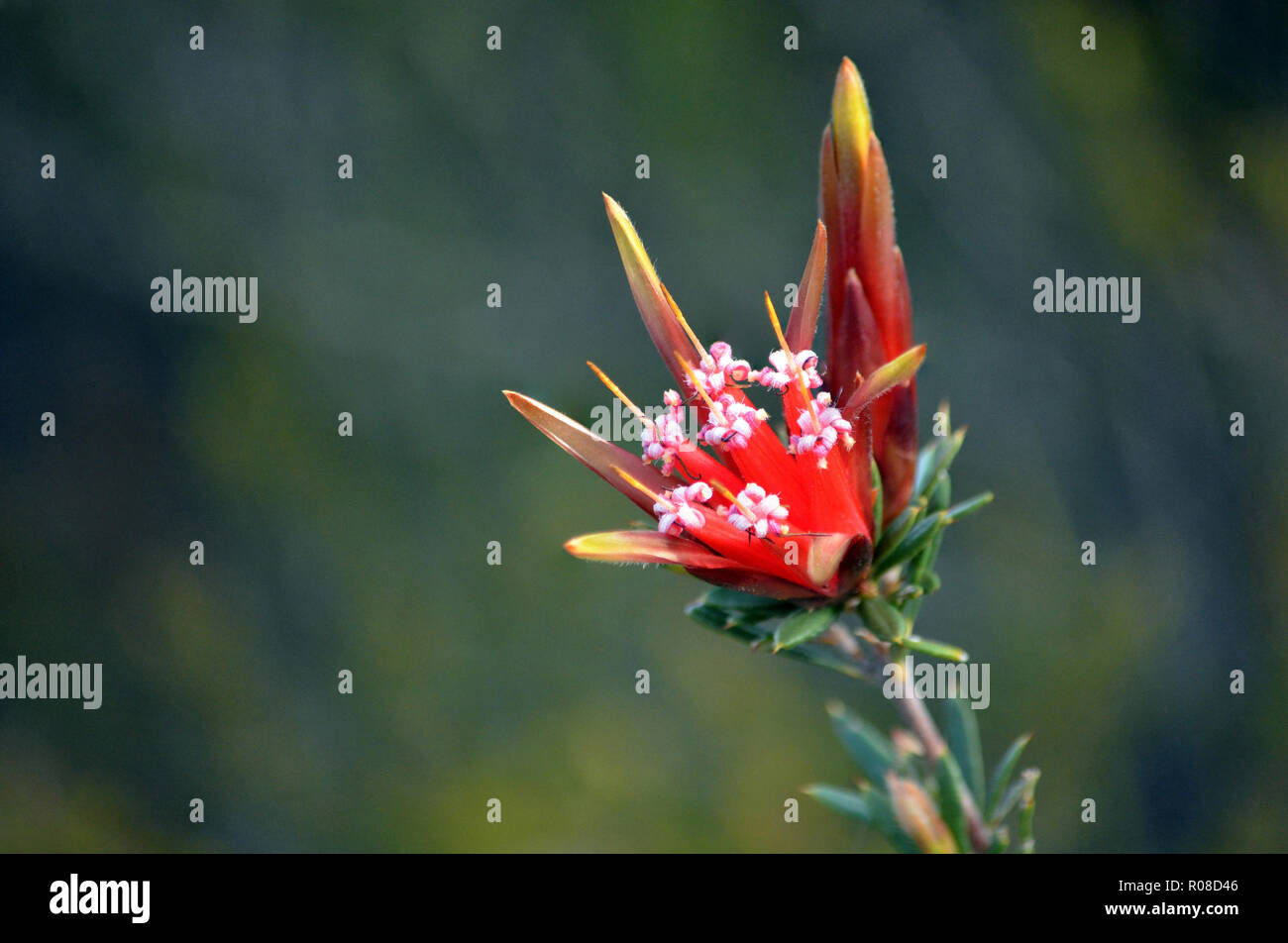 Red flowers of the Australian native Mountain Devil, Lambertia formosa ...