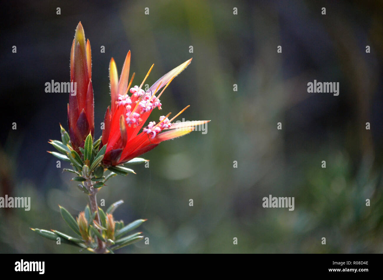 Red flowers of the Australian native Mountain Devil, Lambertia formosa ...