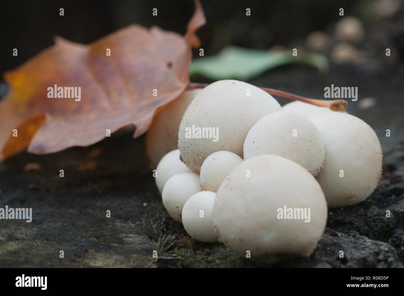 Common puffball smoke hi-res stock photography and images - Alamy