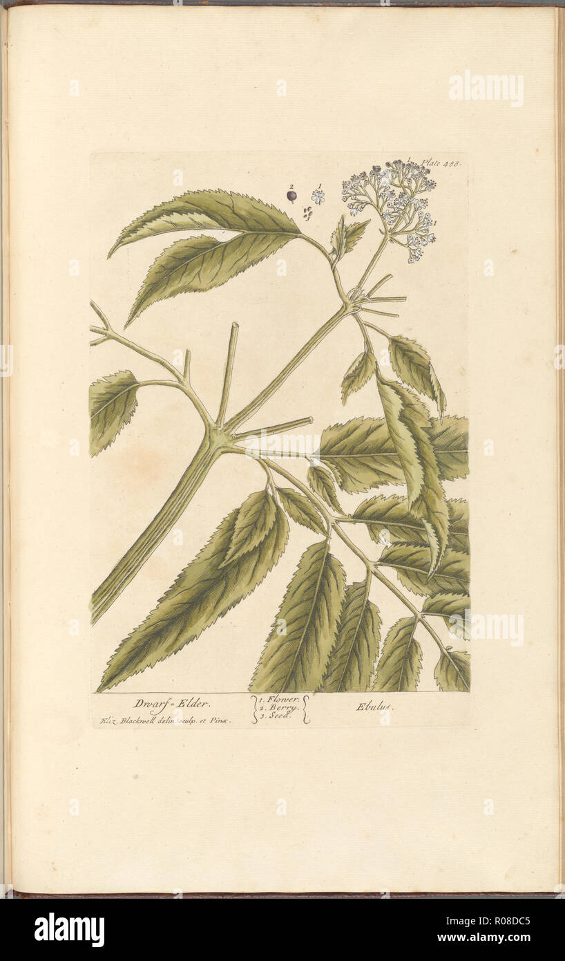 Botanical Leaf Drawing High Resolution Stock Photography and Images - Alamy