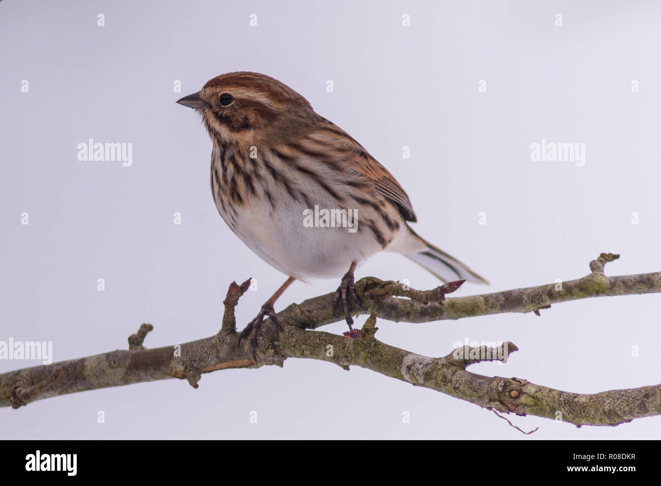 A Female Reed Bunting (Emberiza schoeniclus) in the Uk Stock Photo - Alamy