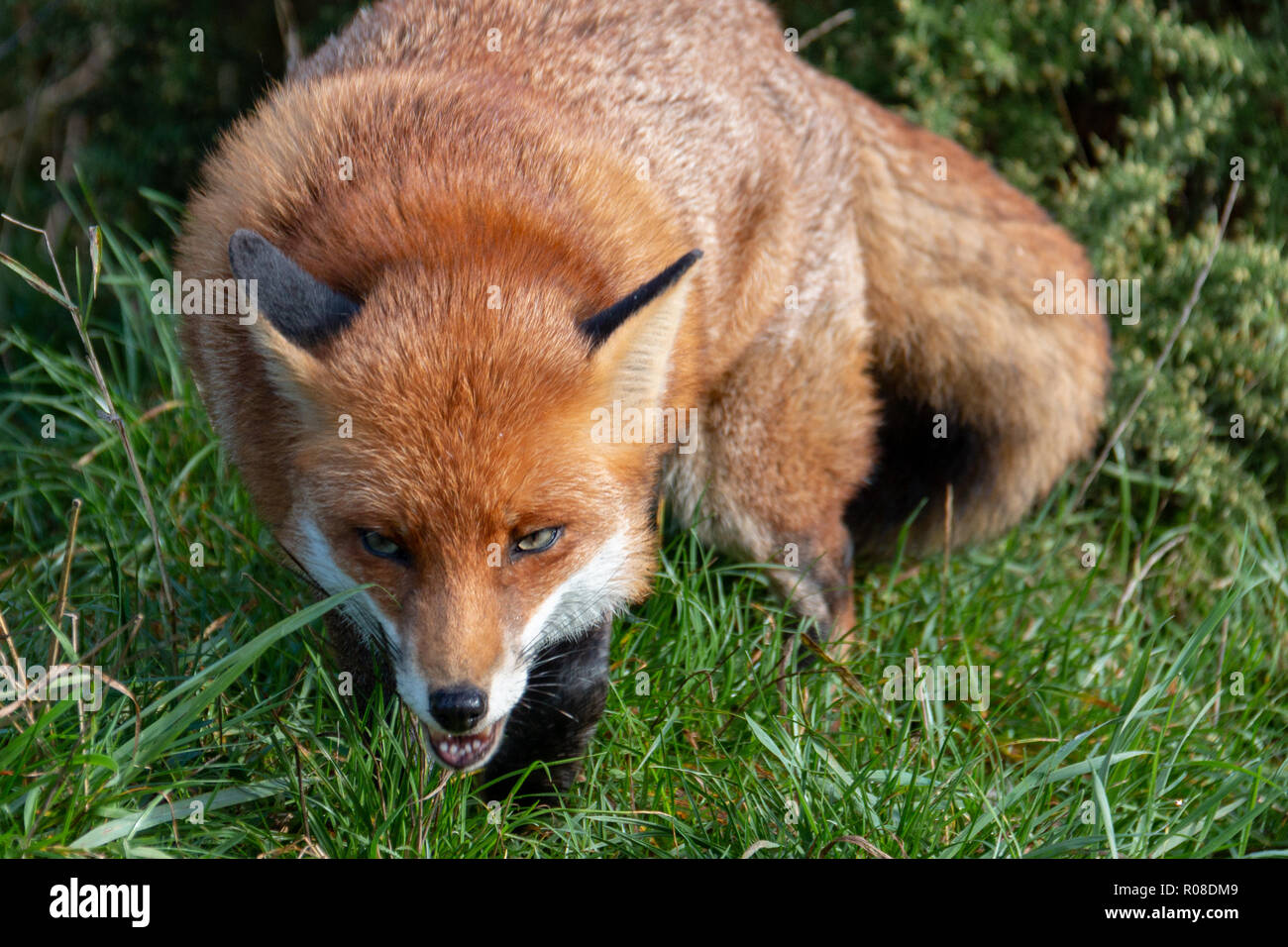 Lurking fox hi-res stock photography and images - Alamy