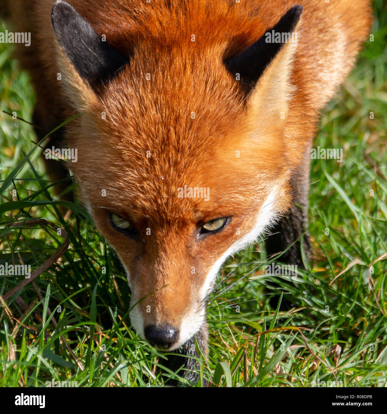 Fox head shot hi-res stock photography and images - Alamy