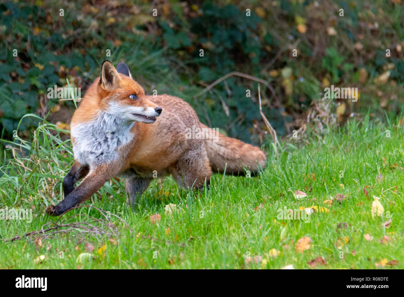 Fox on the Run Stock Photo - Alamy