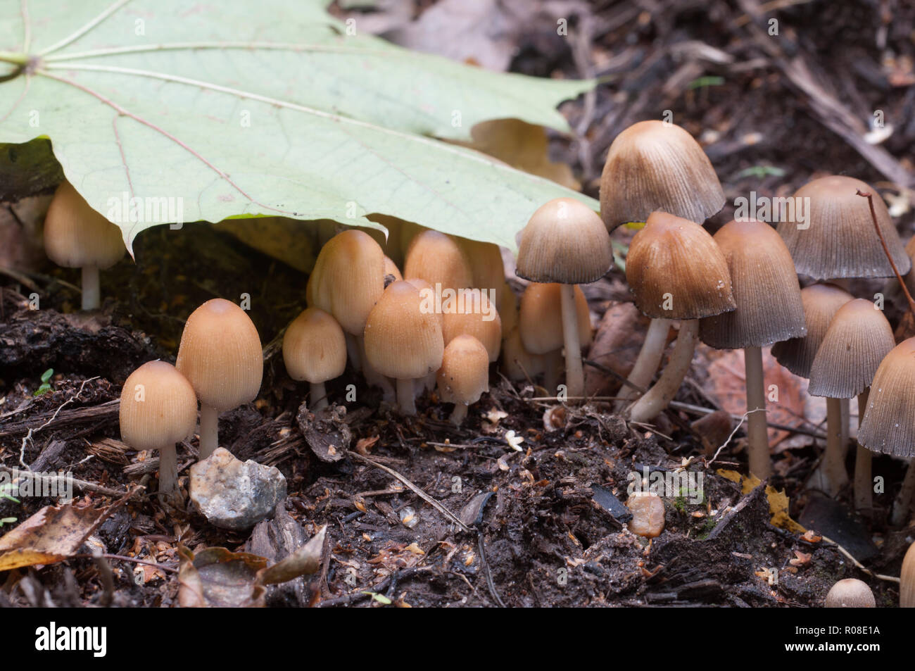 Coprinus micaceus mushroom near the tree, close up Stock Photo - Alamy