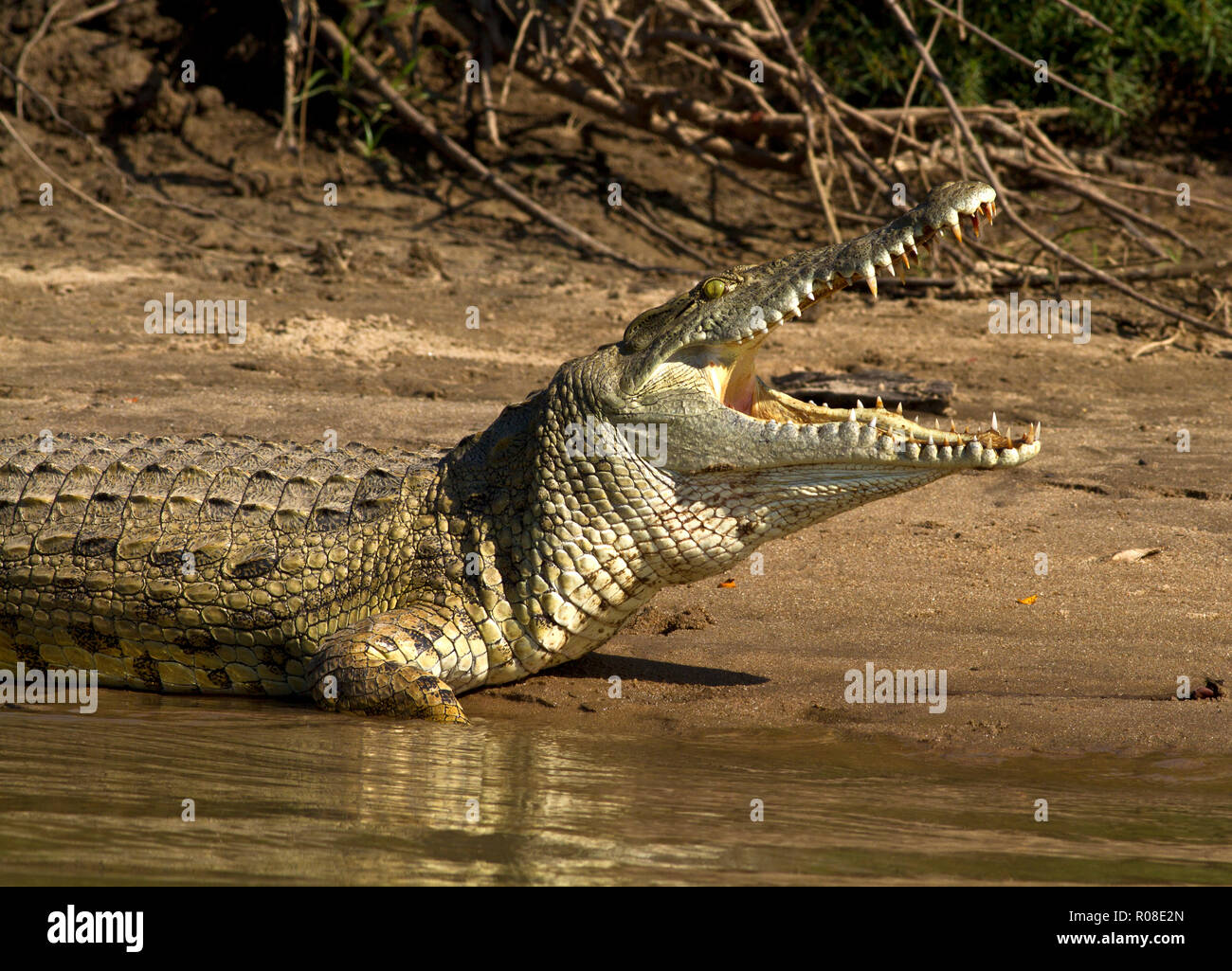 Cool crocodiles hi-res stock photography and images - Alamy