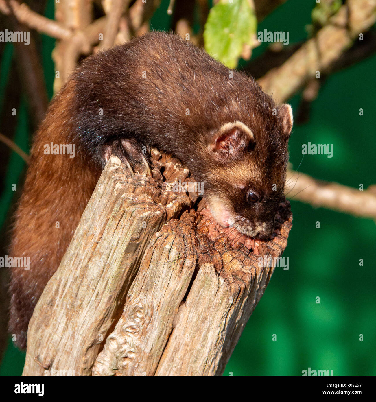 Polecat on tree hi-res stock photography and images - Alamy