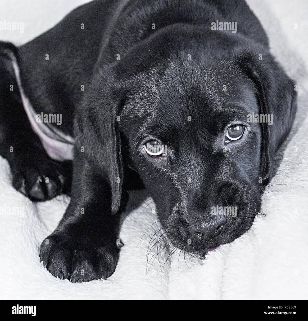Black labrador close up hi-res stock photography and images - Alamy