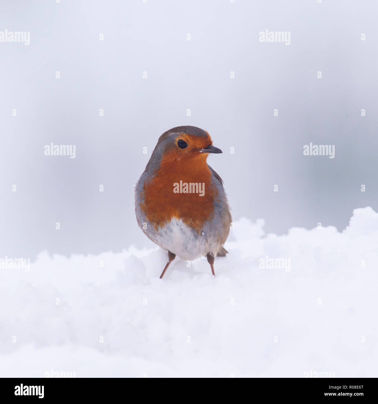 Cold garden bird hi-res stock photography and images - Alamy