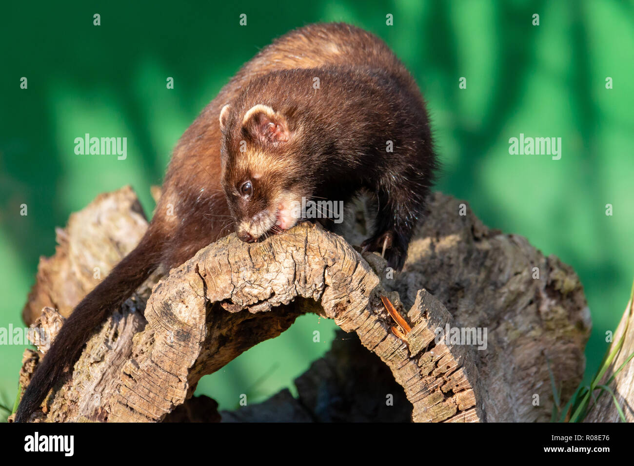 Polecat on tree hi-res stock photography and images - Alamy