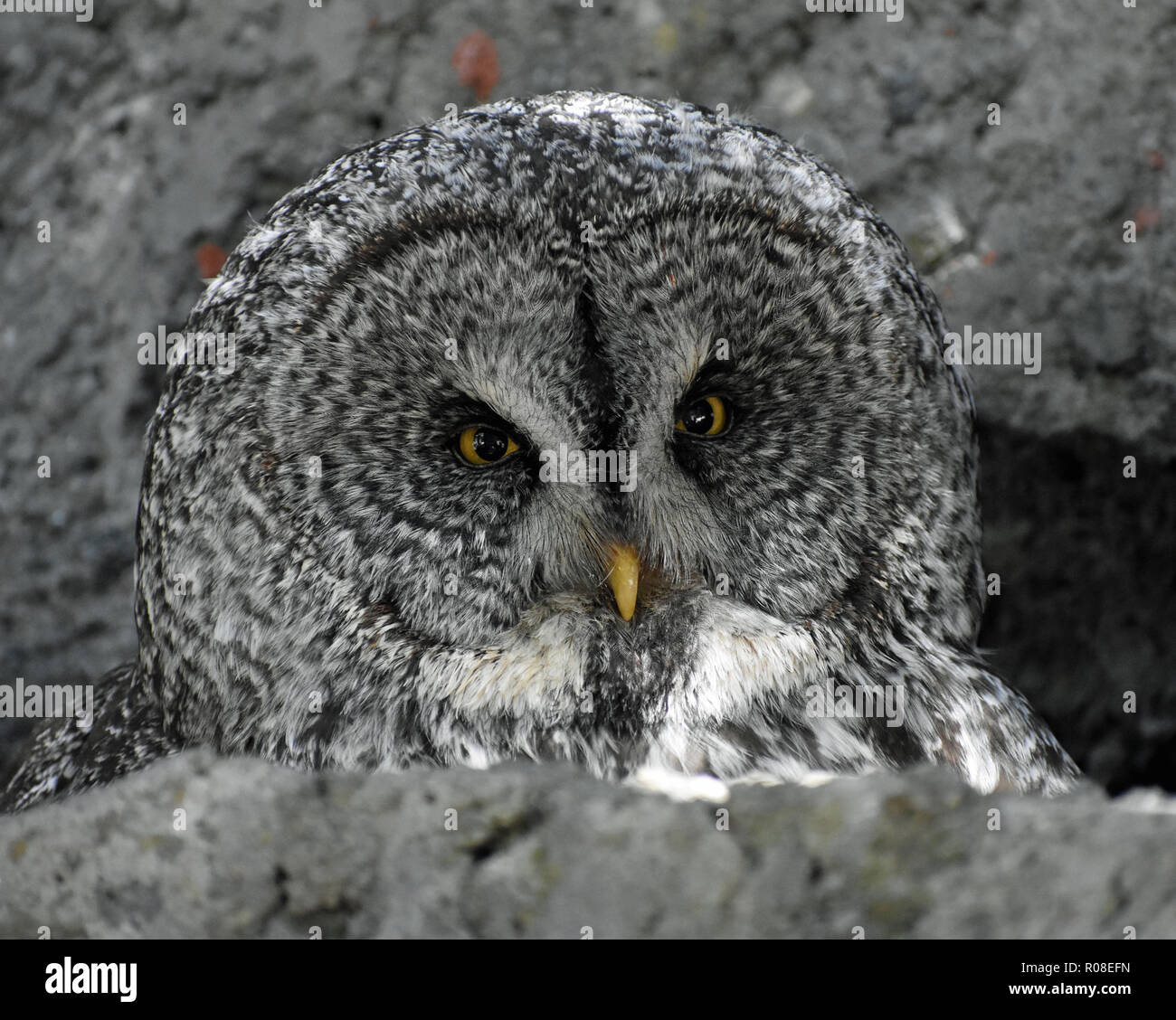Great Grey Owl Stock Photo - Alamy
