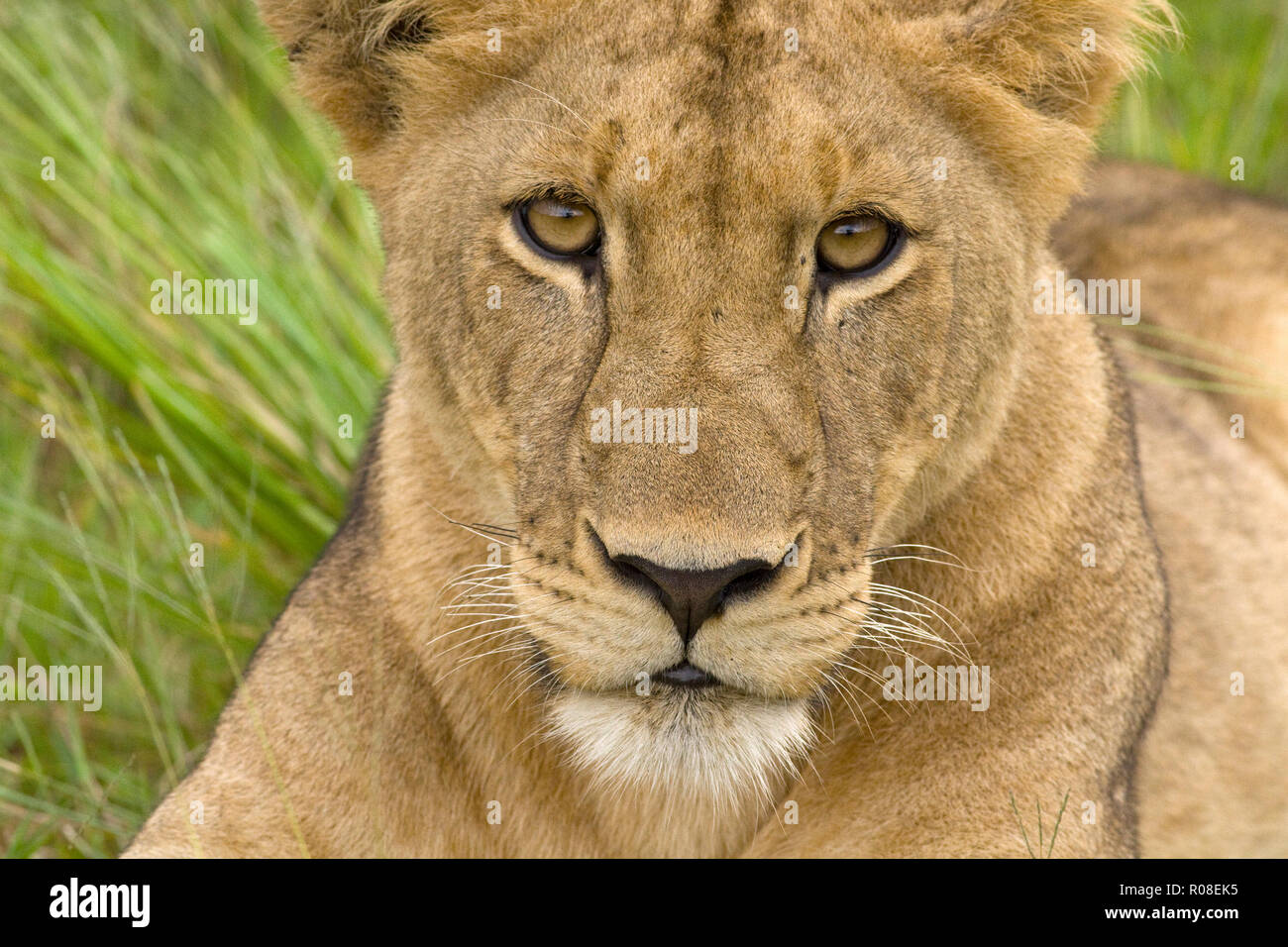 The spots at the base of the whiskers on a lions muzzle leave a ...