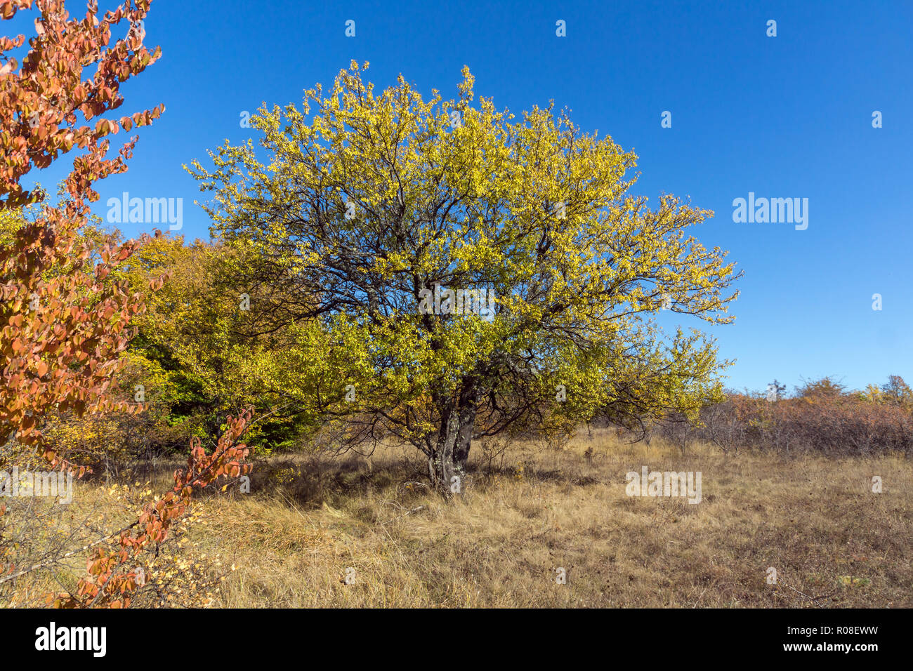 Amazing Autumn Panorama of Cherna Gora (Monte Negro) mountain, Pernik ...