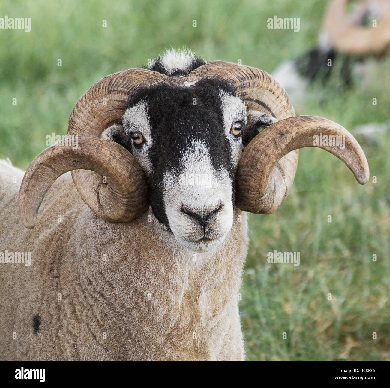 Close up moorland sheep Stock Photo - Alamy