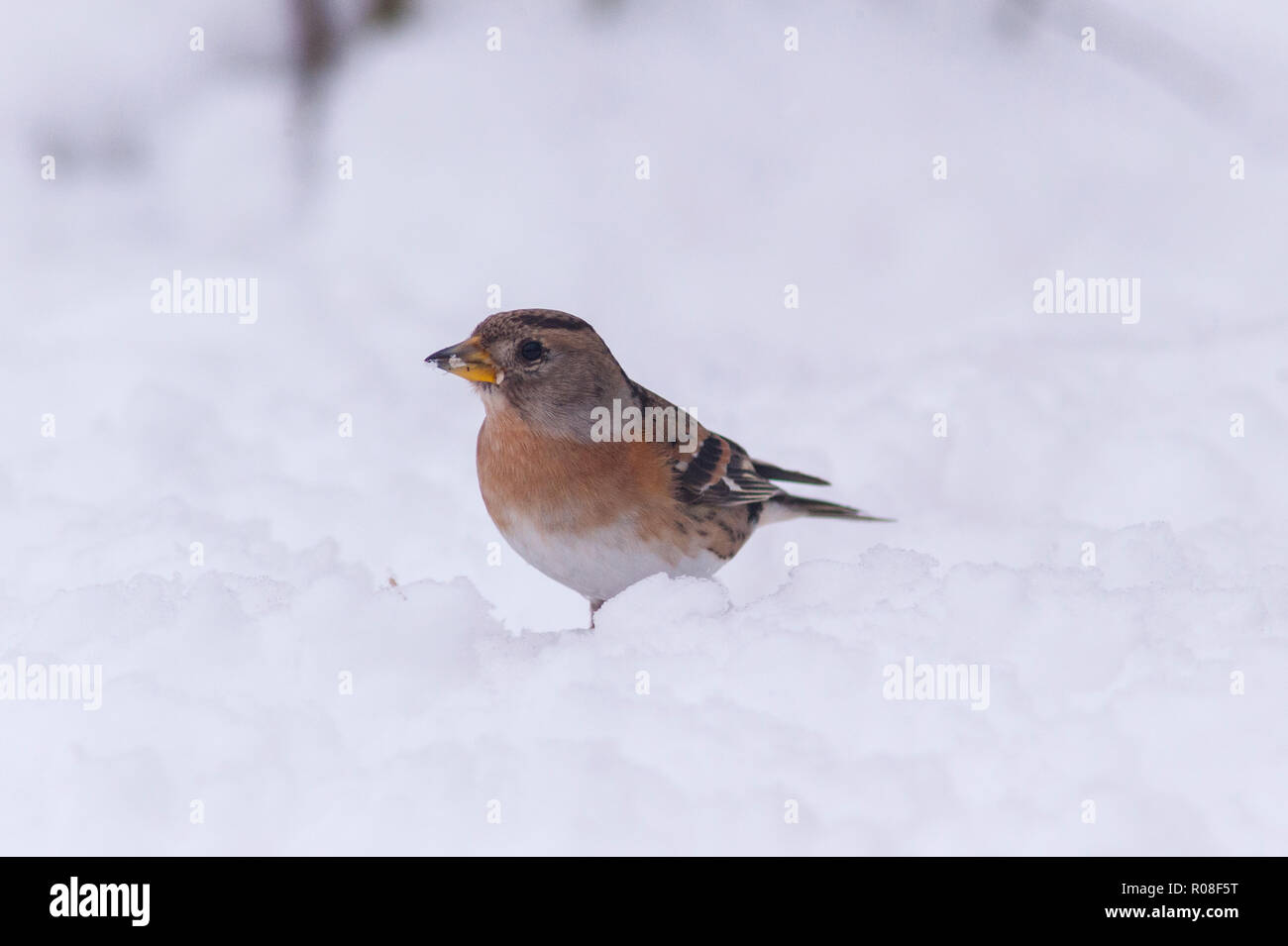 Female brambling hi-res stock photography and images - Alamy