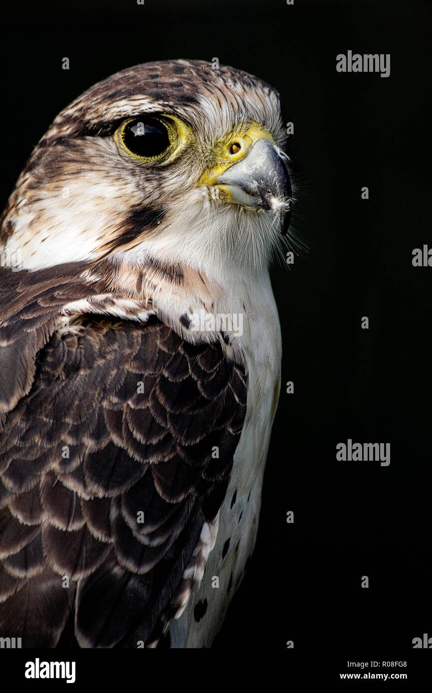 A Portrait of a hawk Stock Photo - Alamy
