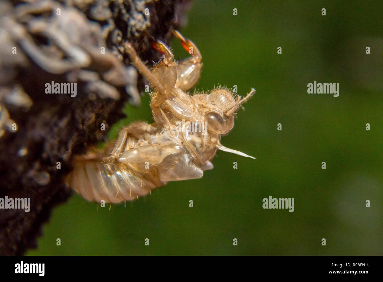 Dead bug's empty shell Stock Photo - Alamy
