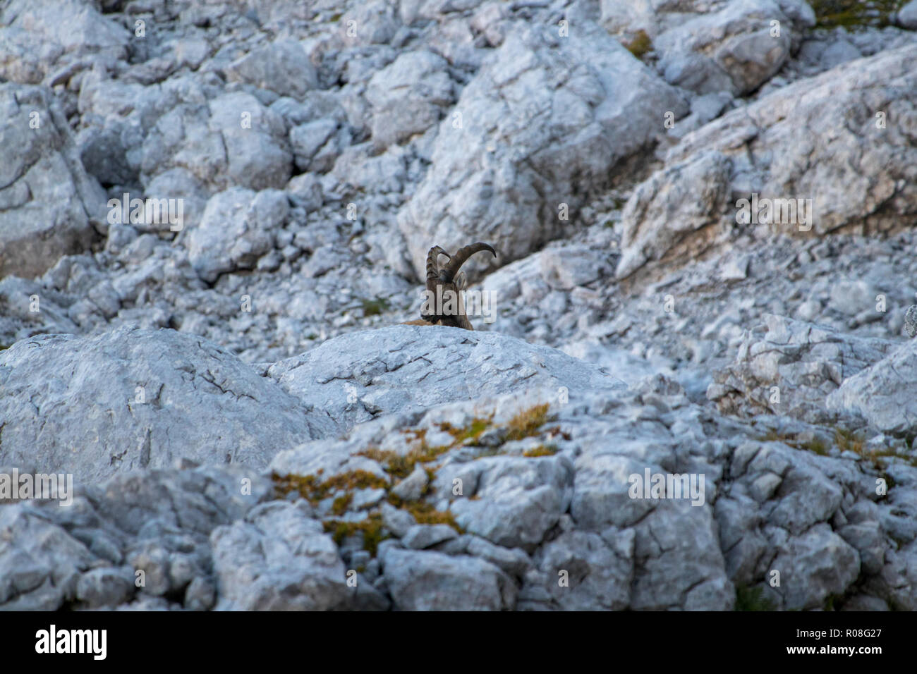 Shoving hi-res stock photography and images - Alamy