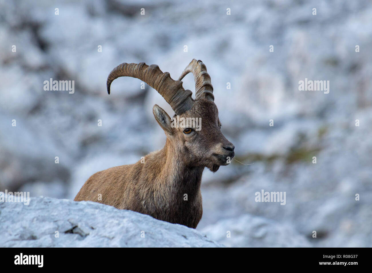 small ibex posing for camera Stock Photo - Alamy