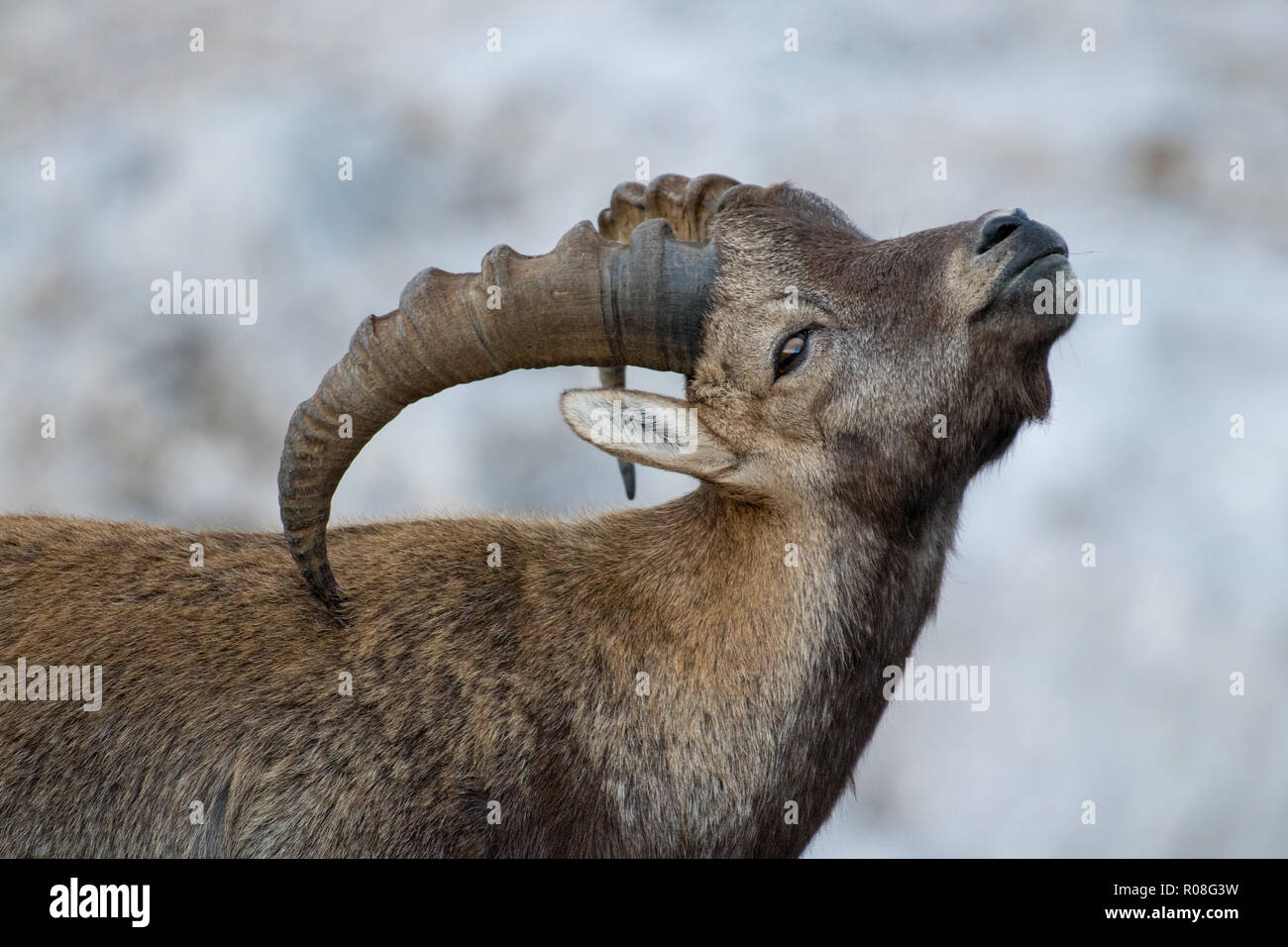 Scratching with horn hi-res stock photography and images - Alamy