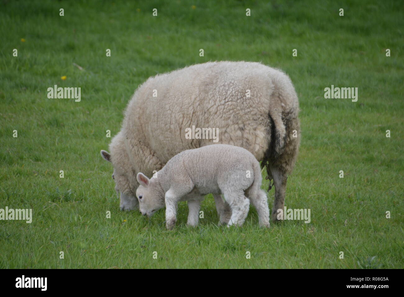 Mother And Lamb Stock Photo - Alamy