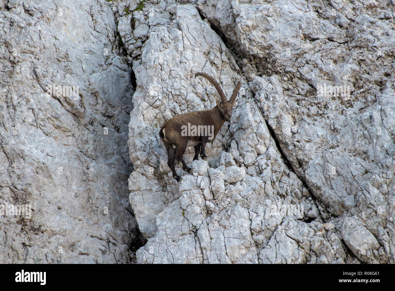 old ibex in the mountain wall Stock Photo - Alamy