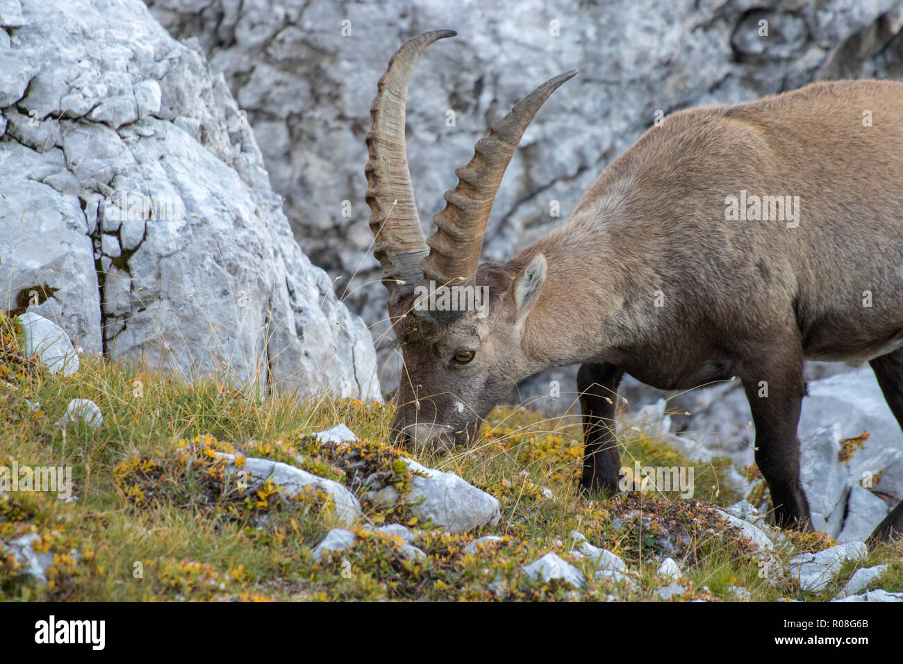 Grazing alpine ibex in hi-res stock photography and images - Alamy