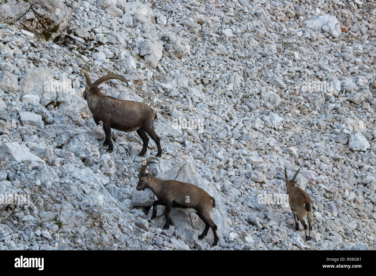 ibex family in the mountains Stock Photo - Alamy