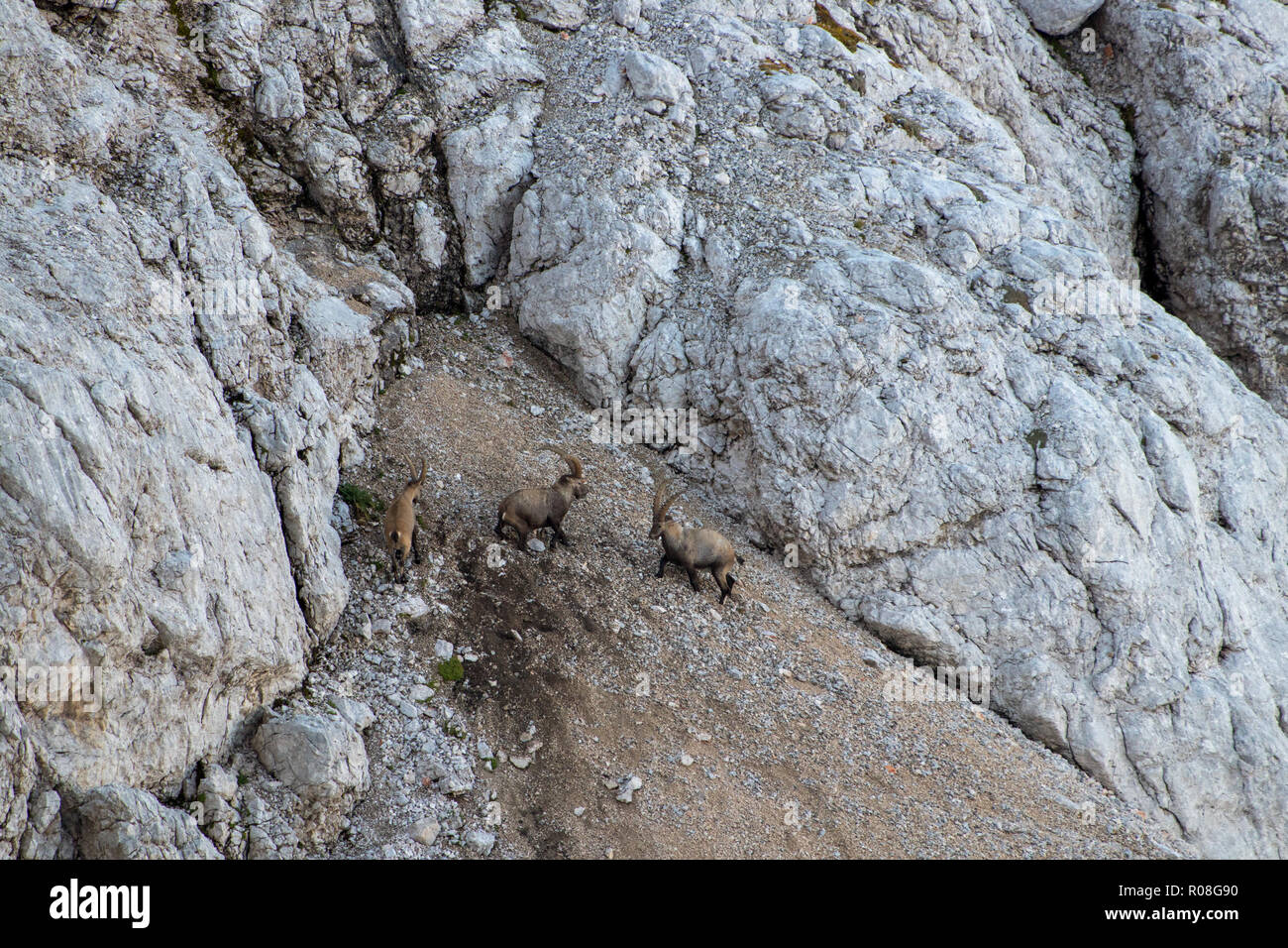 Rought animal hi-res stock photography and images - Alamy