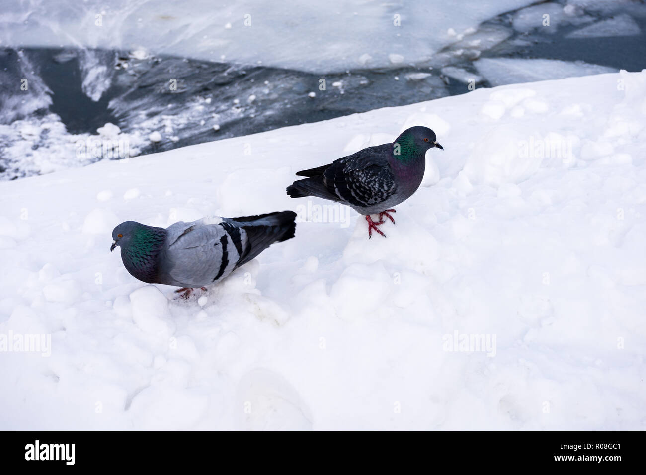 Pigeons freeze hi-res stock photography and images - Alamy