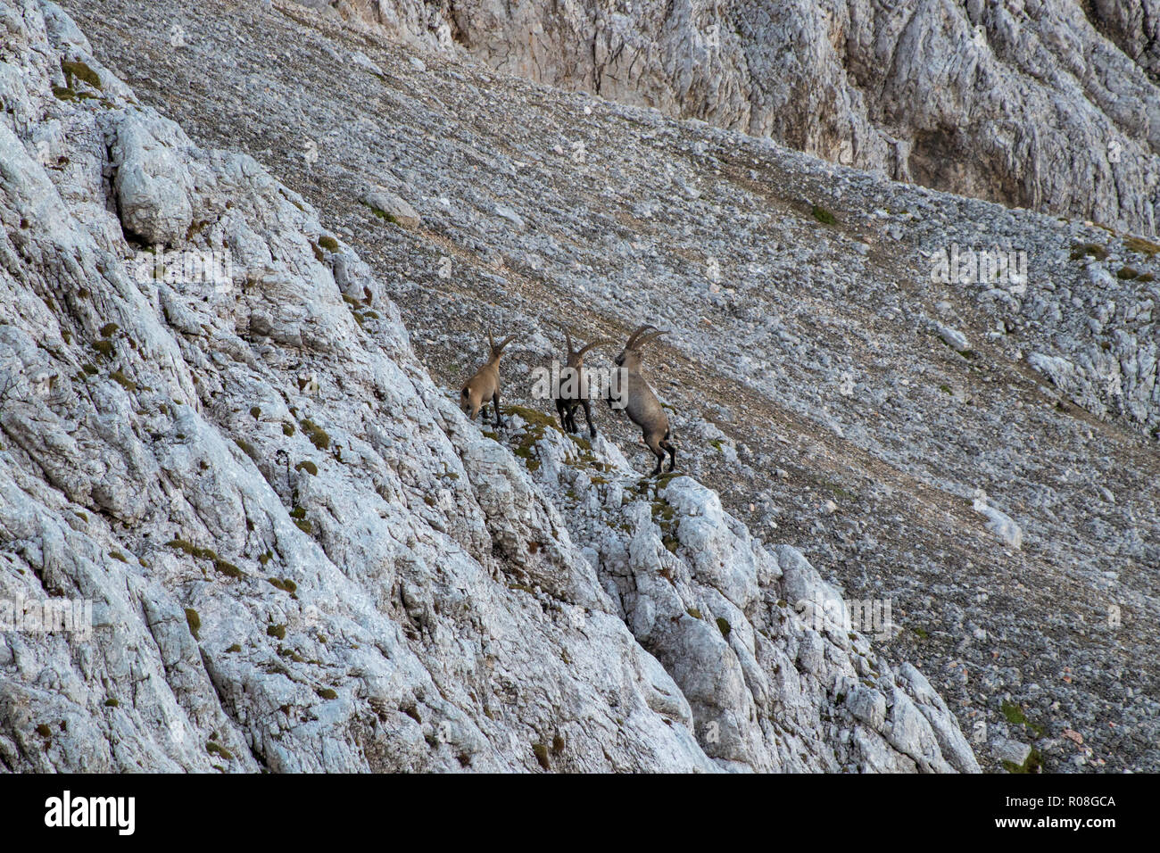 two big ibex fighting Stock Photo - Alamy