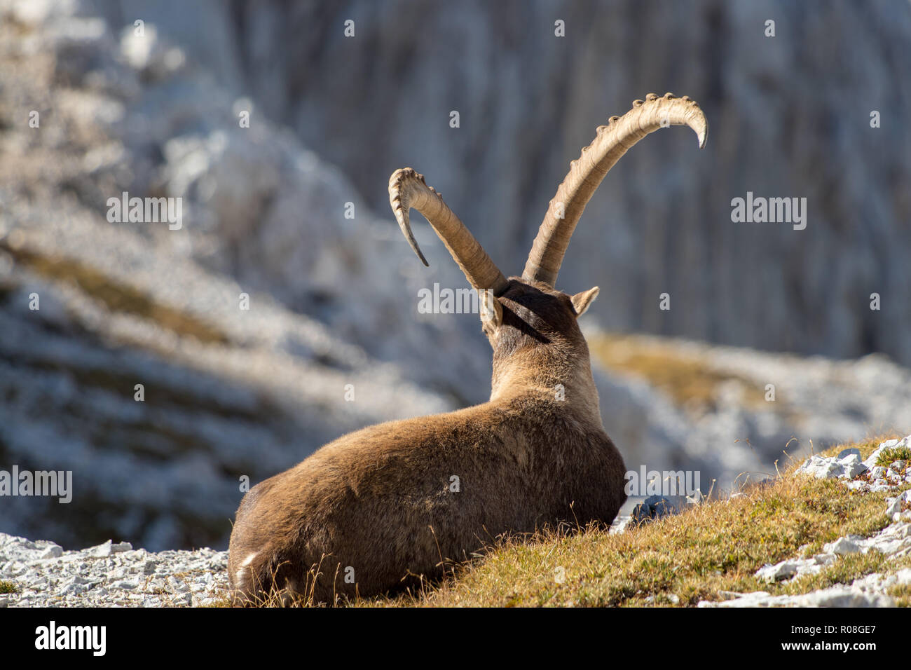 ibex laying on the grass, from behind Stock Photo - Alamy