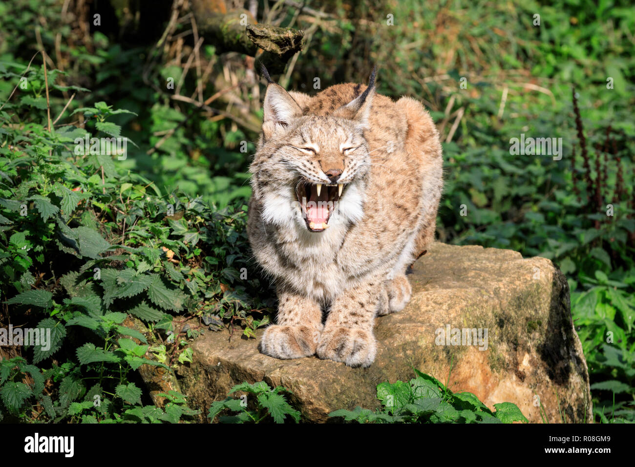 Close up lynx cat yawning hi-res stock photography and images - Alamy