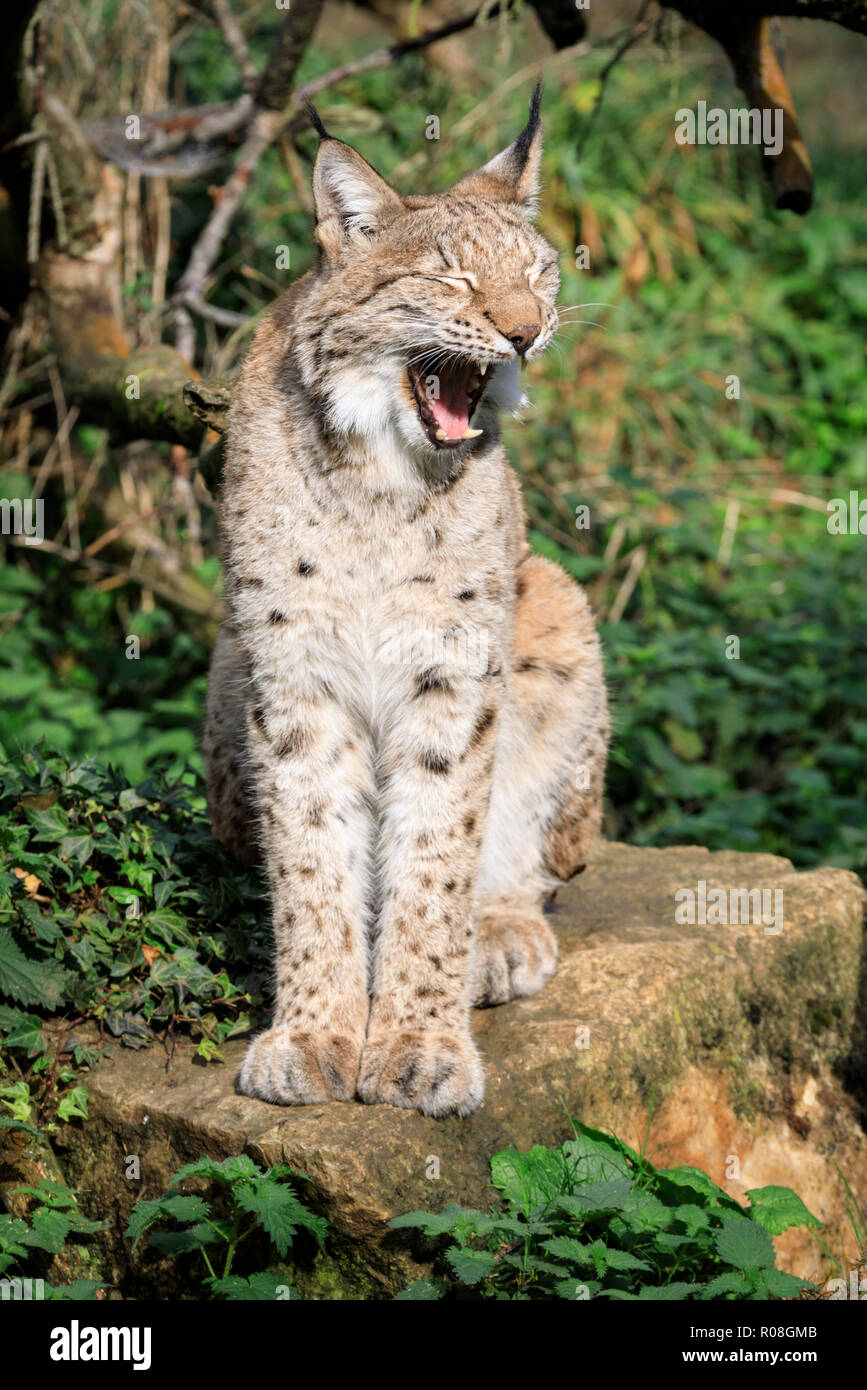 Eurasian lynx, also European lynx or Siberian lynx, wild cat sitting ...