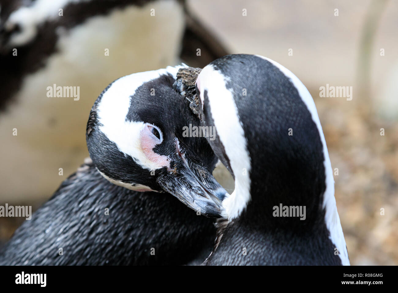 Cuddling up to each other hi-res stock photography and images - Alamy