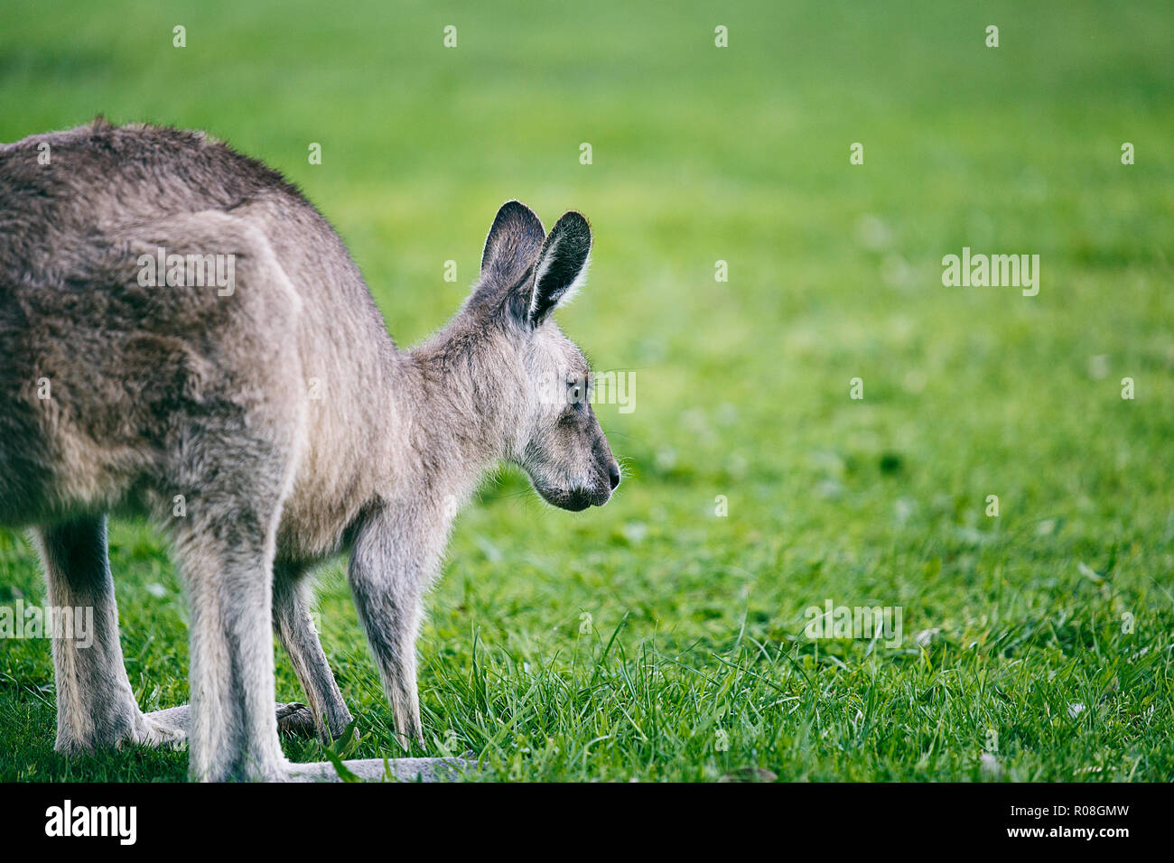 Kangaroo court hi-res stock photography and images - Alamy