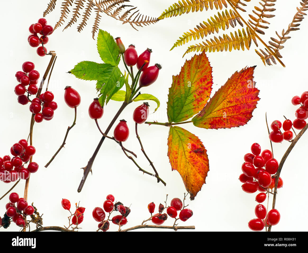 Bramble leaves, bryony,rosehips,chestnuts and bracken fronds changing ...