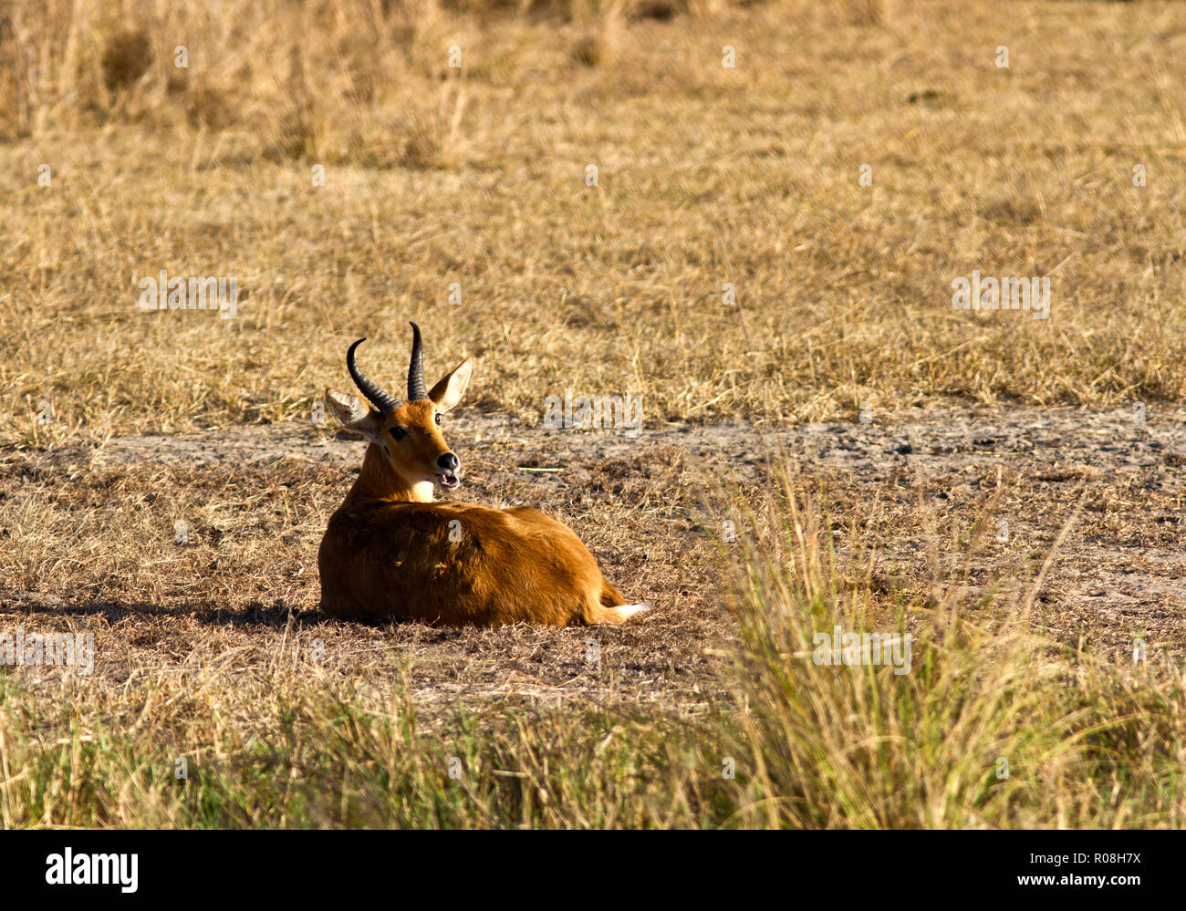 Once widespread and common the Reedbuck family has become much rarer ...