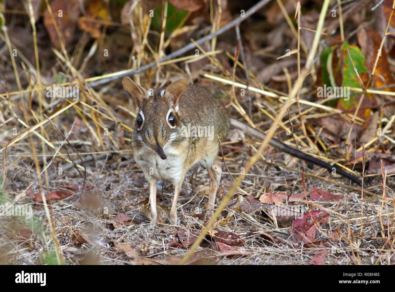 Elephant shrew hi-res stock photography and images - Alamy
