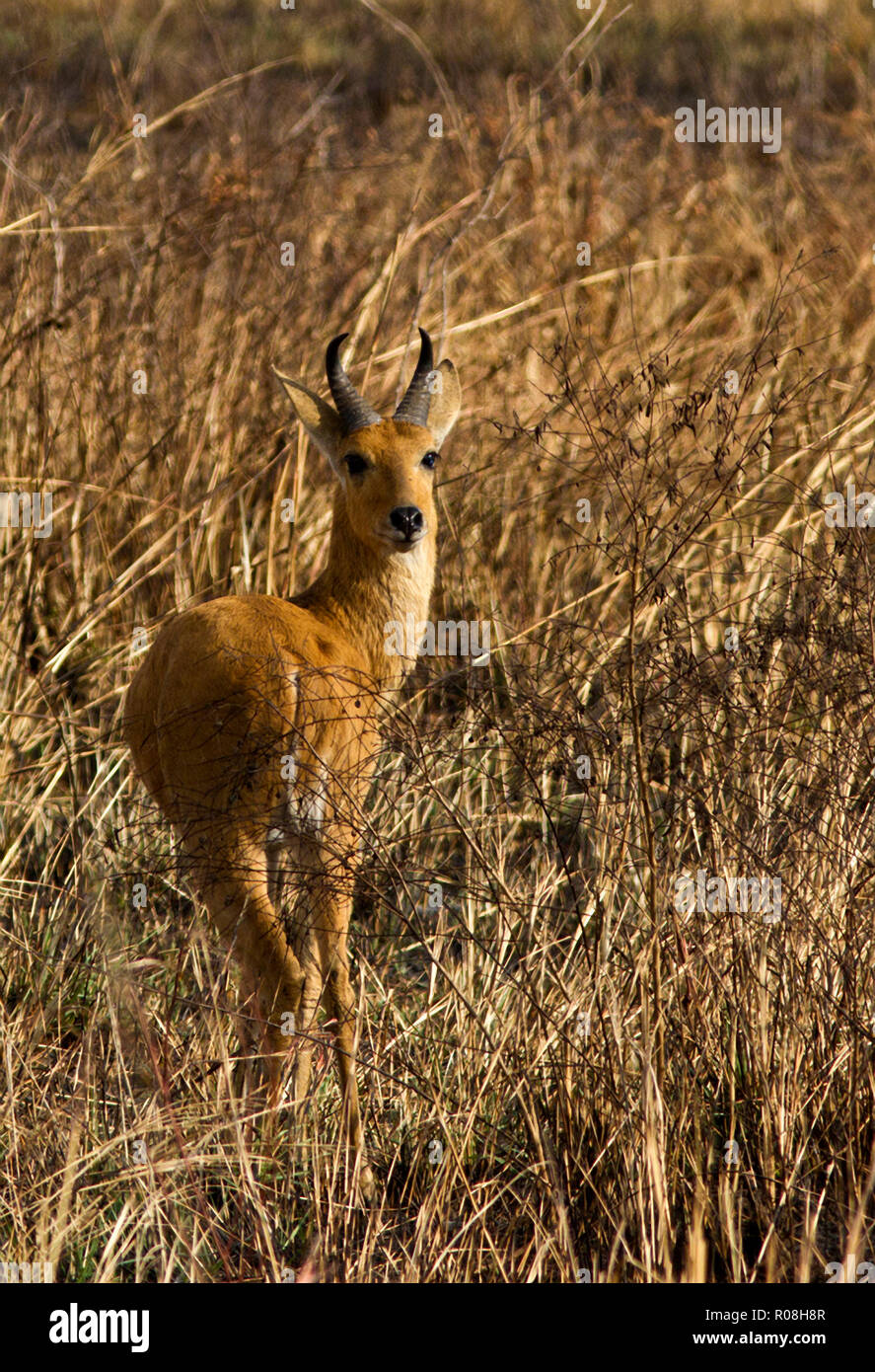 Once widespread and common the Reedbuck family has become much rarer ...