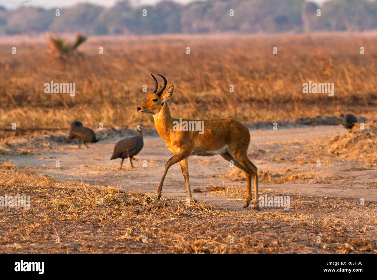 Once widespread and common the Reedbuck family is become much rarer ...